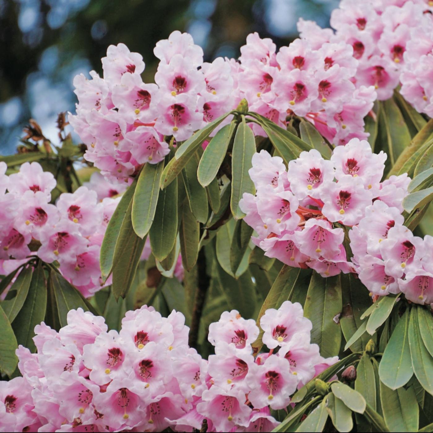 EP105 更新與演替 / 橫斷臺灣—追尋台灣高山植物地理起源 - 人生不插花 (pódcast) | Listen Notes