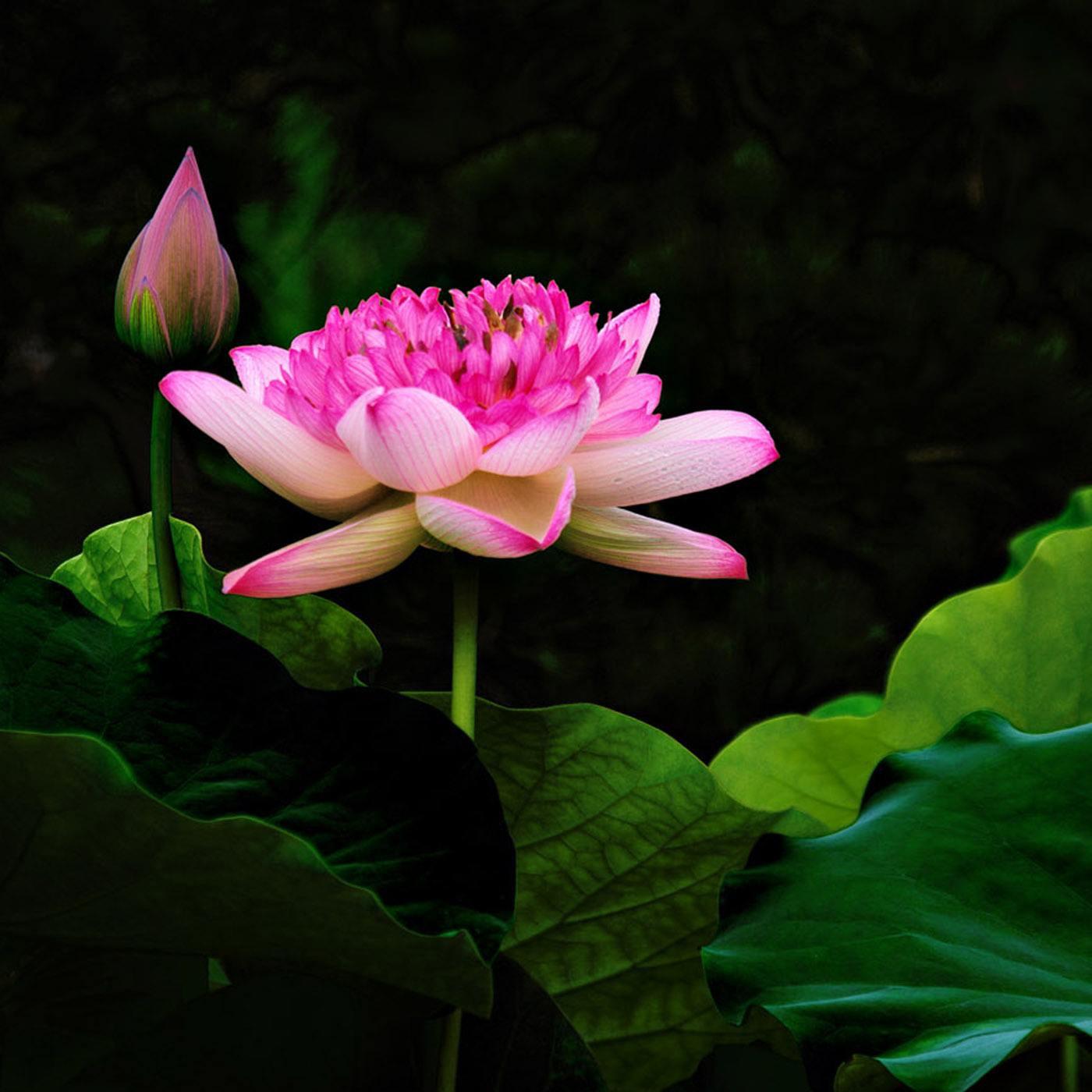 《宗镜录》古文朗读 (بودكاست) - 金光之地 | Listen Notes