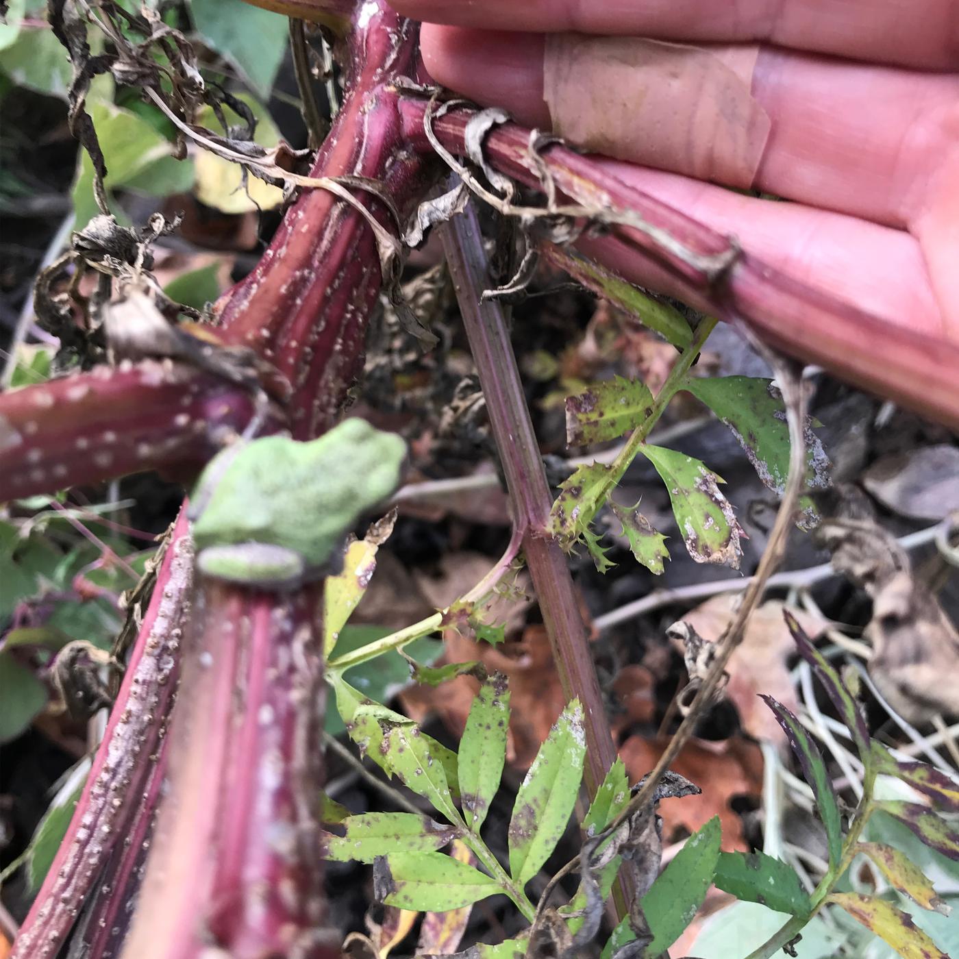 A Priest and a Convert (podcast) - Rebecca Sontag and Fr. James Reutter ...