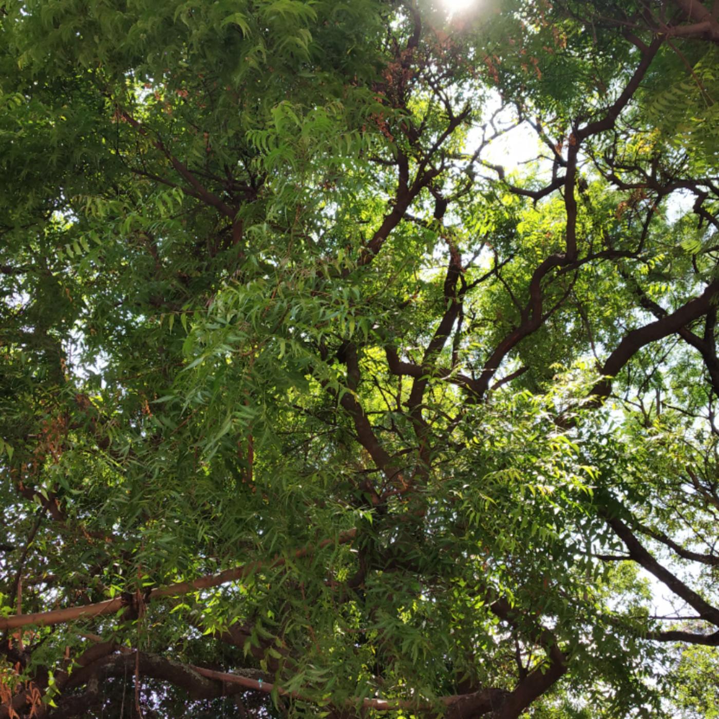 #8 - Neem Tree / Azadirachta indica - A Year with Trees (podcast ...
