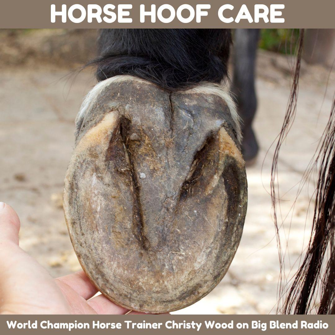 Understanding Horse Behavior - ABC’s of Horses with Christy Wood ...