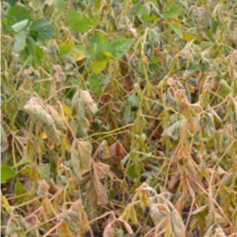 Charcoal Rot in Soybeans | A Disease that flourishes in drought and ...