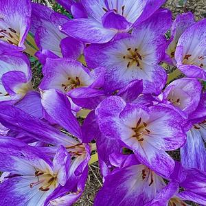 99 - A.K. 47 - War and the International Proletariat | Listen Notes