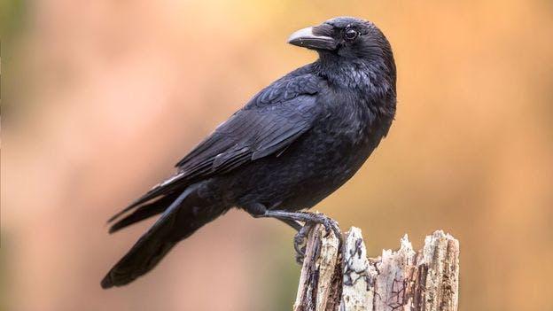 Crow About Crows - All Creatures Podcast | Listen Notes