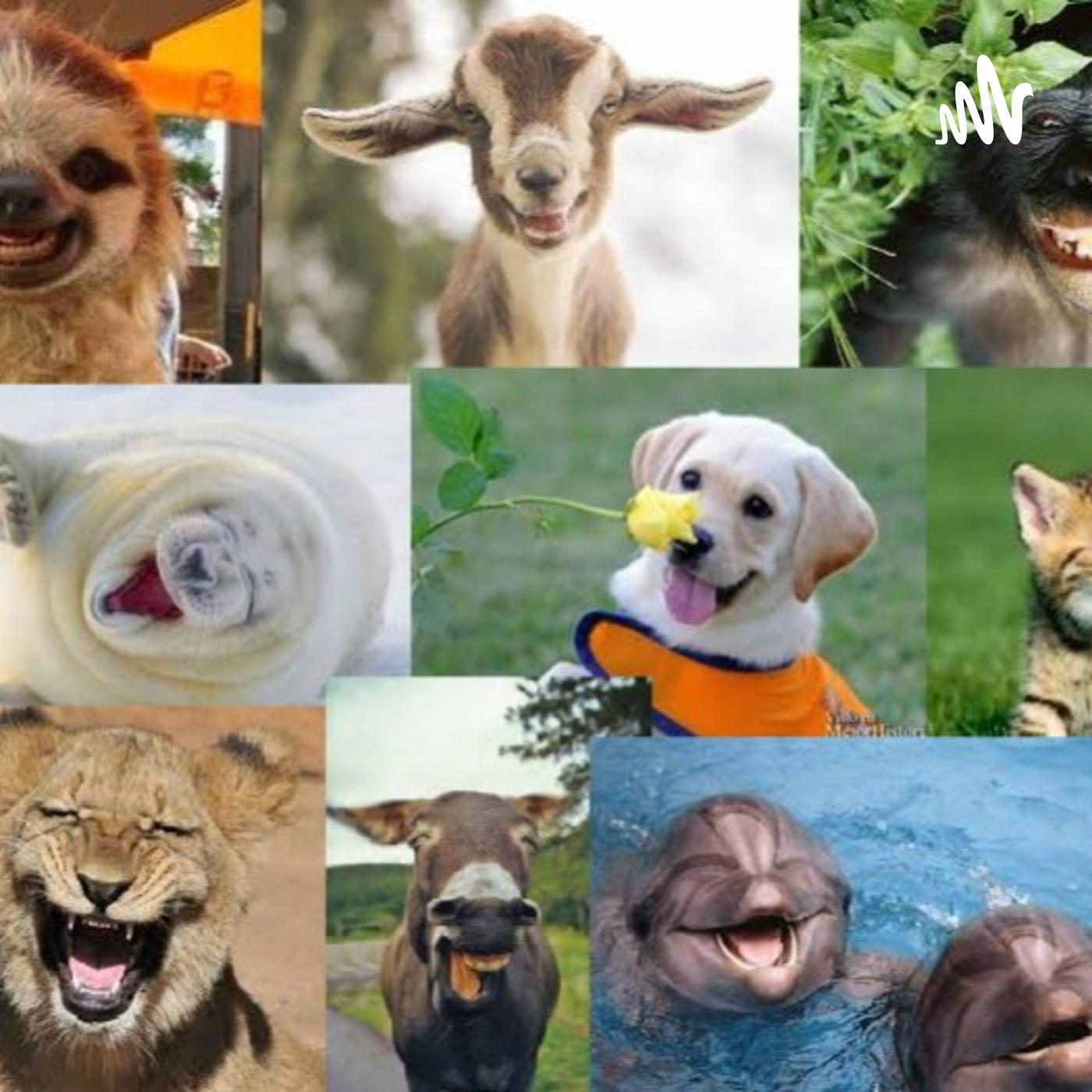 Análisis De La Ley 30407 (podcast) - Wendy Estefanía Quispe Sare ...