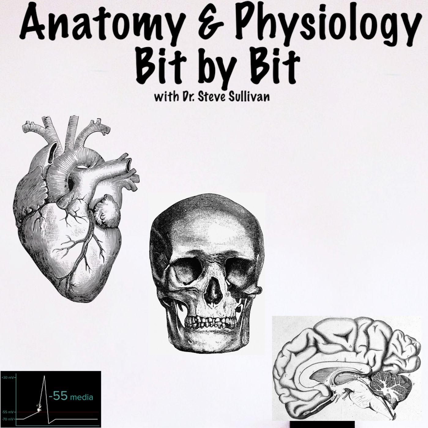 Anatomy and Physiology - Bit by Bit (podcast) - Anatomy & Physiology ...