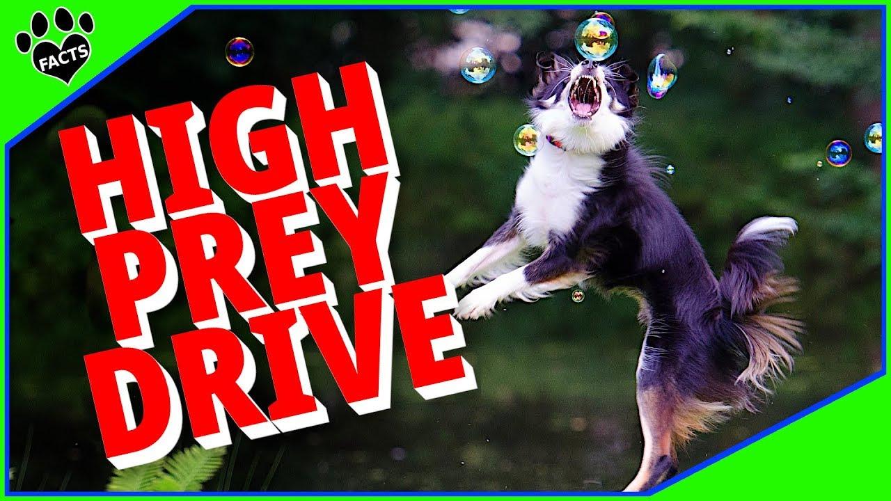 Difficult Dog Breeds - High Prey Drive - Animal Facts (podcast ...