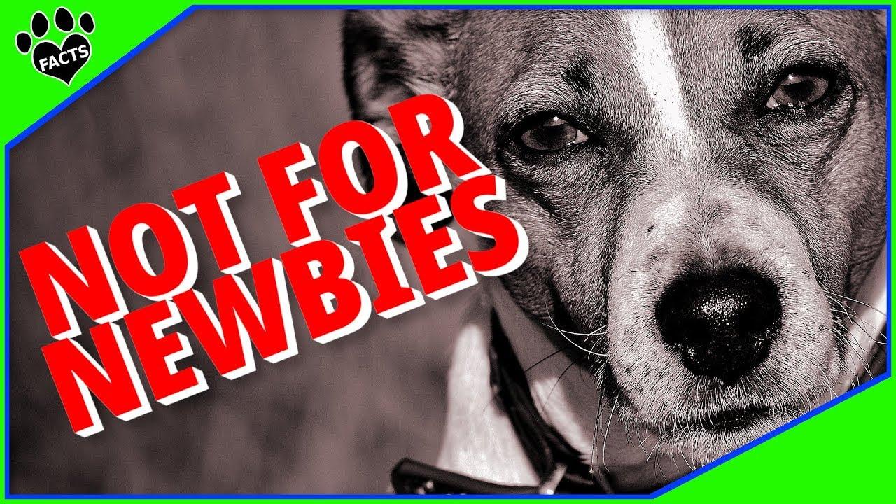 Difficult Dog Breeds - High Prey Drive - Animal Facts (podcast ...
