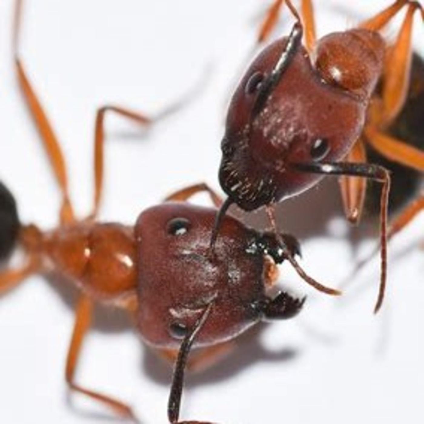 Red Carpenter ants - Ant Keeping 1 (podcast) | Listen Notes