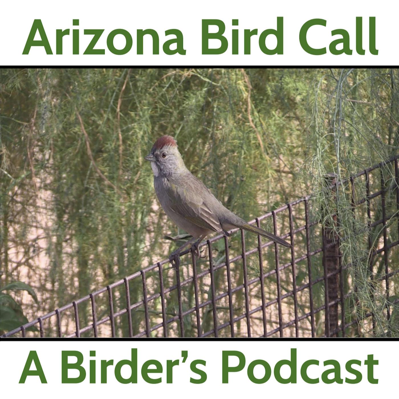 Arizona Bird Call (podcast) - Mike Ameigh | Listen Notes