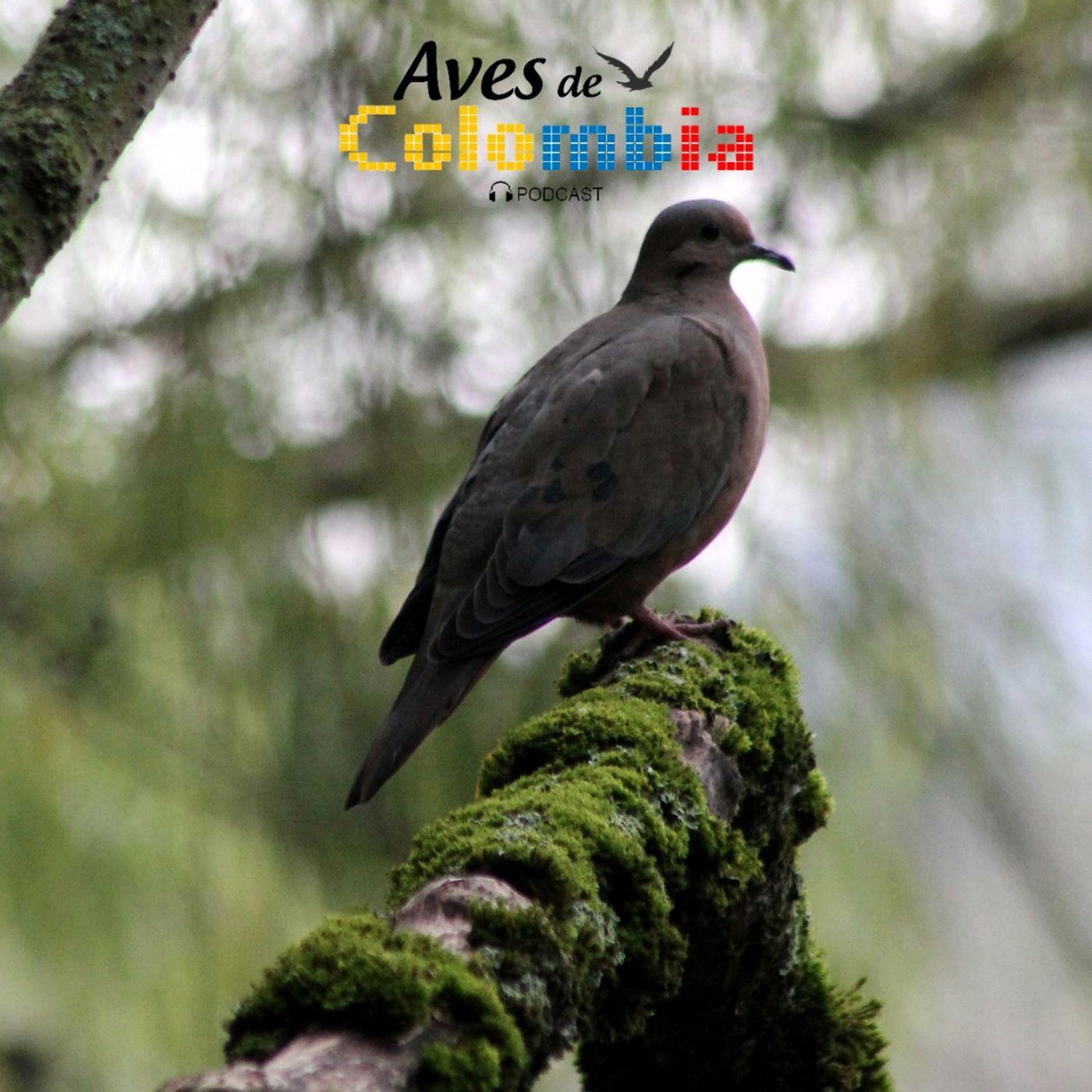 Las palomas y su relación con el hombre. - Aves de Colombia (podcast ...