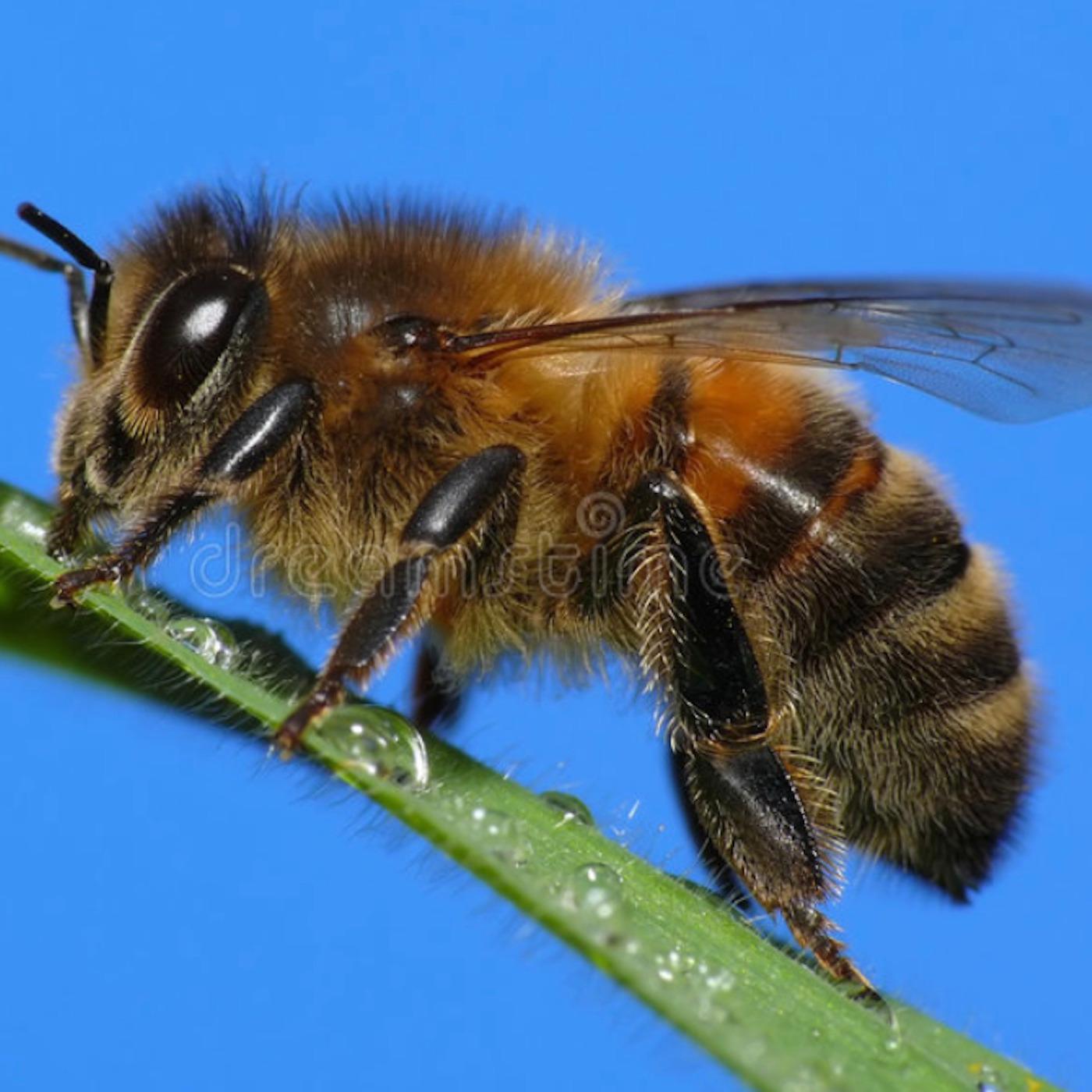 Bees In The News - Episode 4 - Beekeeping For Newbees (podcast ...