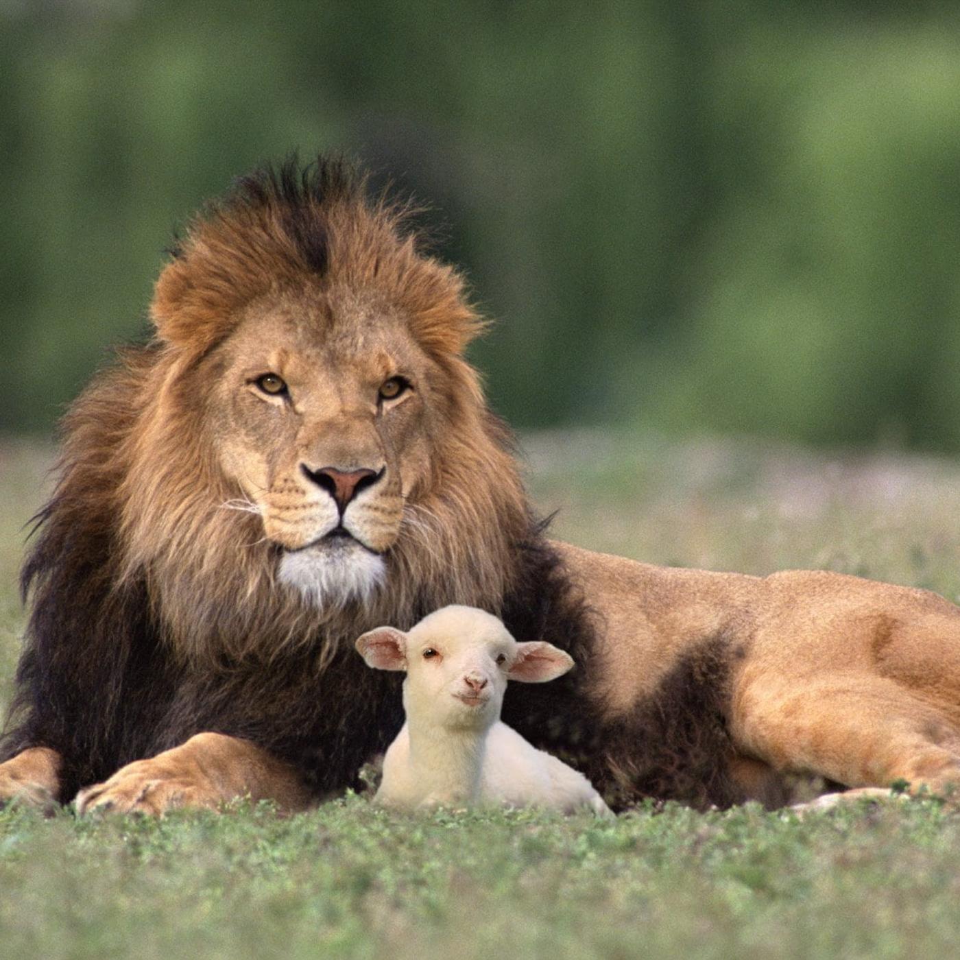 Bible Q&A with Pastor Steven - Episode 51 - The Millennium Part 4 ...