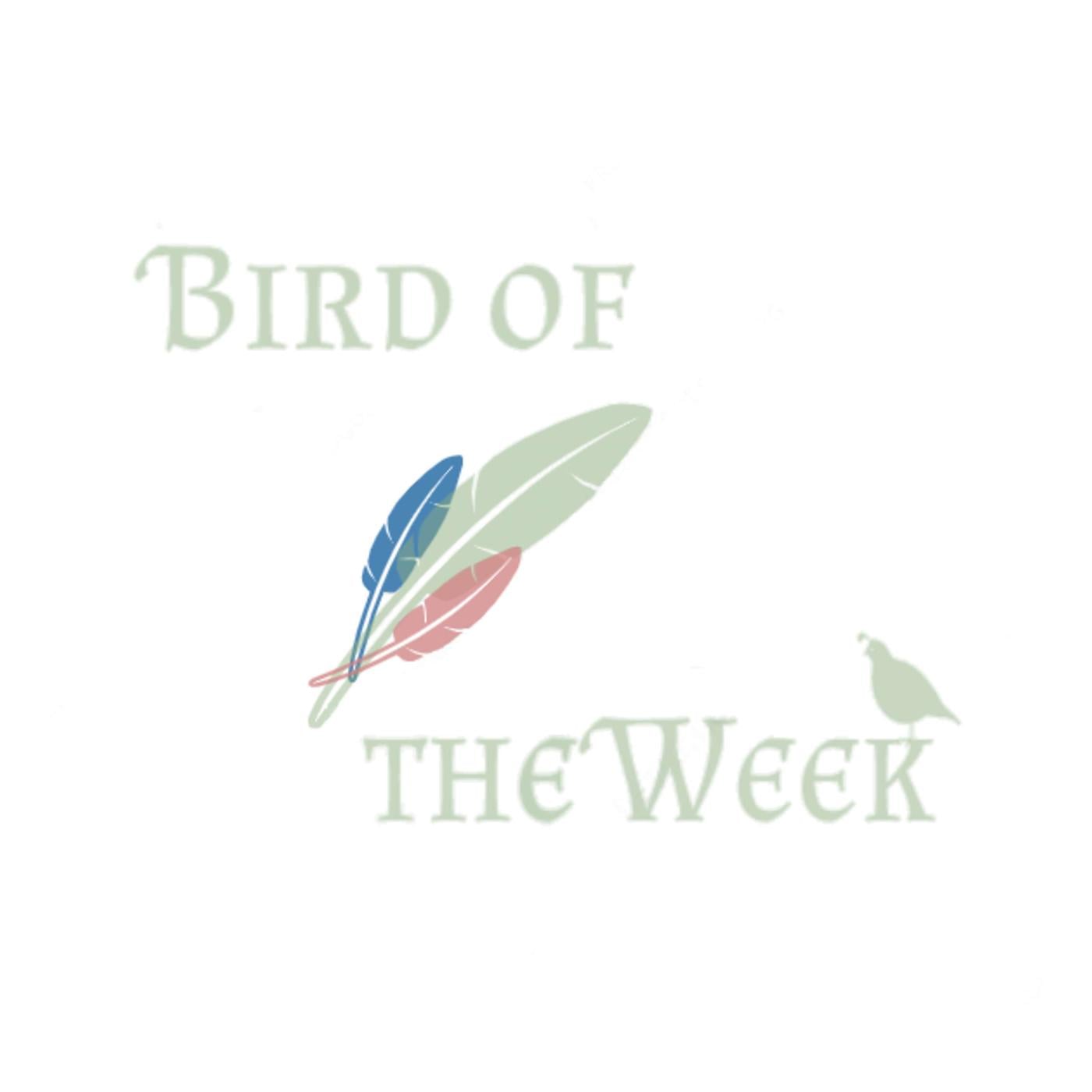 Australian Bird Quiz - Bird of the Week (podcast) | Listen Notes