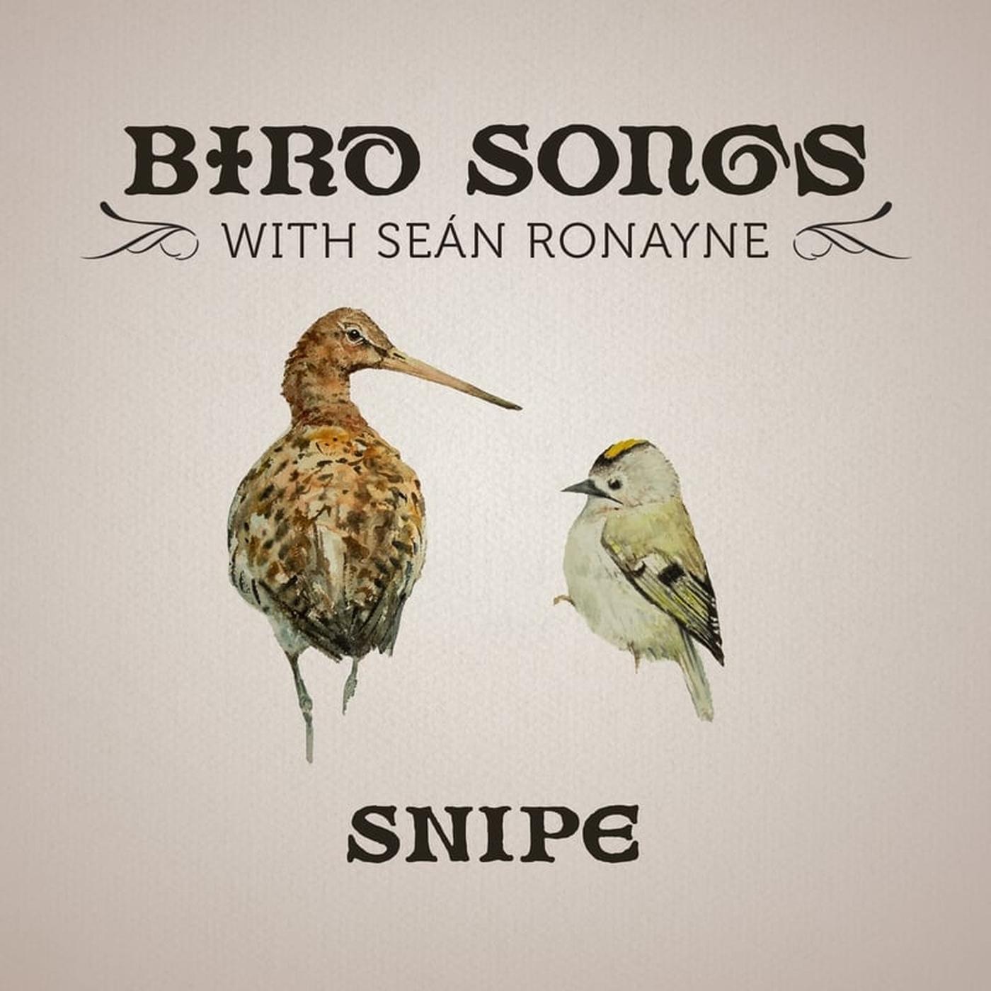 Cuckoo | Bird Songs with Seán Ronayne - Bird Songs with Seán Ronayne ...