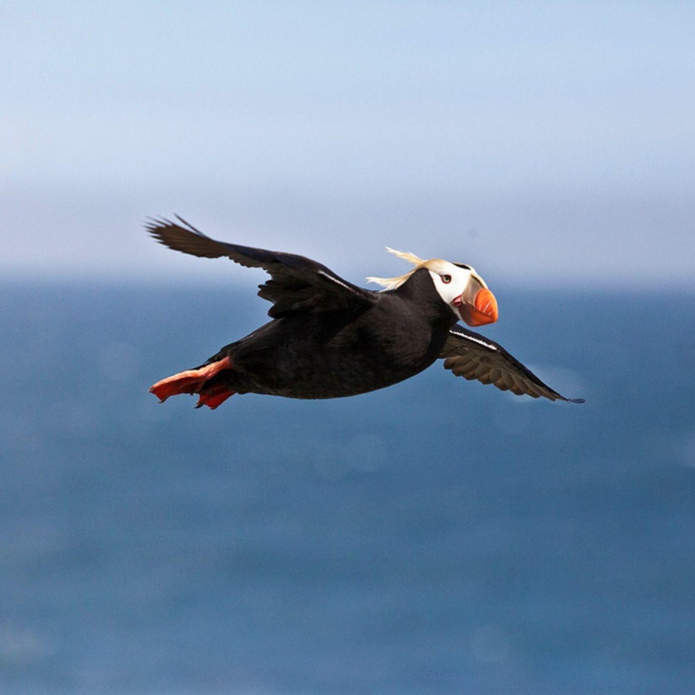 How to Help Birds that are Far Away - BirdNote Daily (podcast) | Listen ...