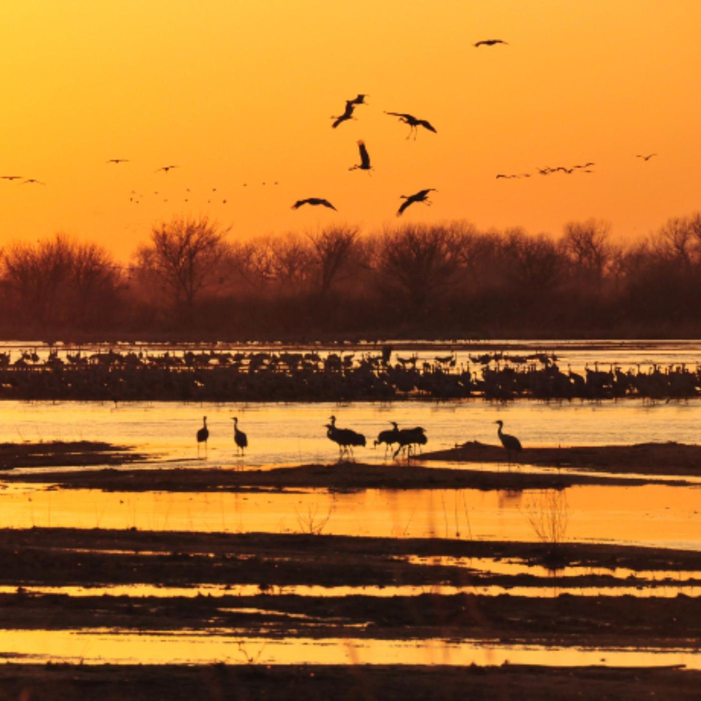 Lee Ann Roripaugh: String of Beads - BirdNote Daily (podcast) | Listen ...