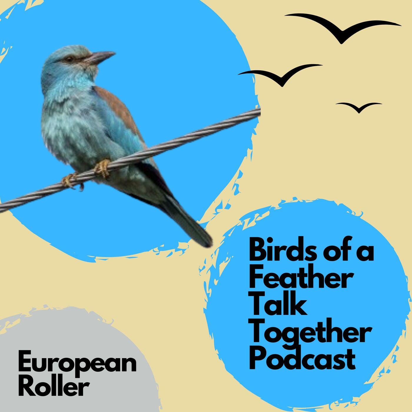 35: European Starlings with Louise Bodt + Round Robin Tourney First ...