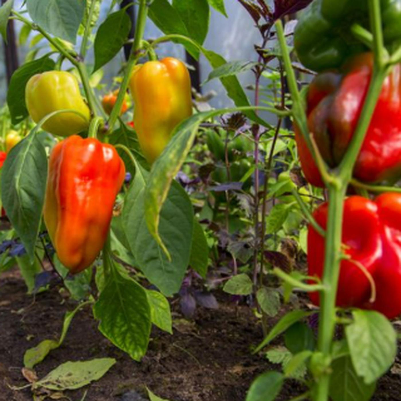 Homesteading Vs Farming - How to Start a Homestead for Beginners ...