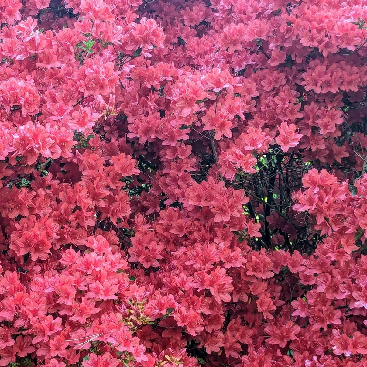 S8:6 EP113: Not A Hillbilly Nihilist; A Hillbilly Thomist: Interview ...