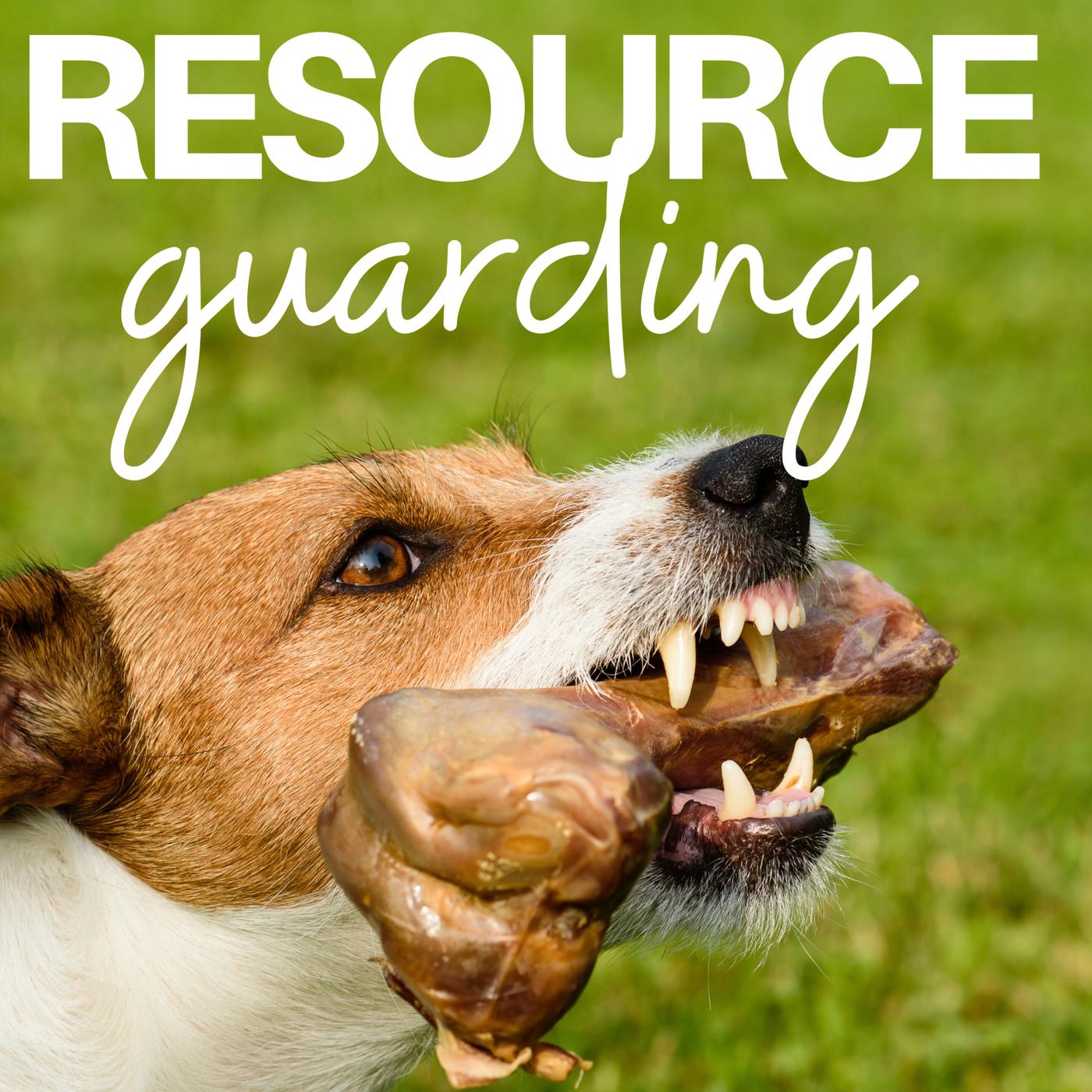 Resource Guarding - HACKED Bravo Dog Knowledge: Dog Training Podcast ...