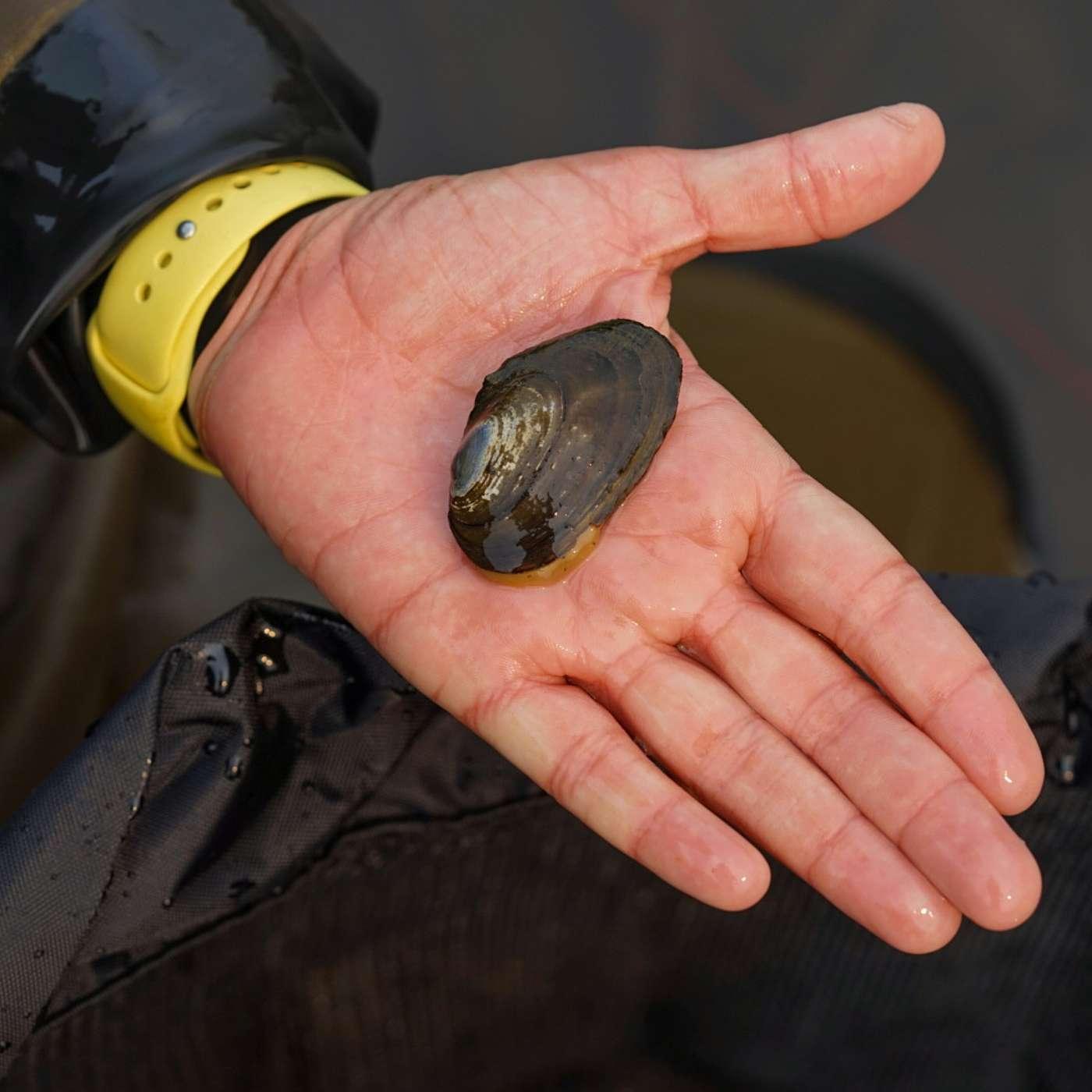 Floater, Sheepnose, and Cat’s Paw: Exploring the Fascinating World of ...