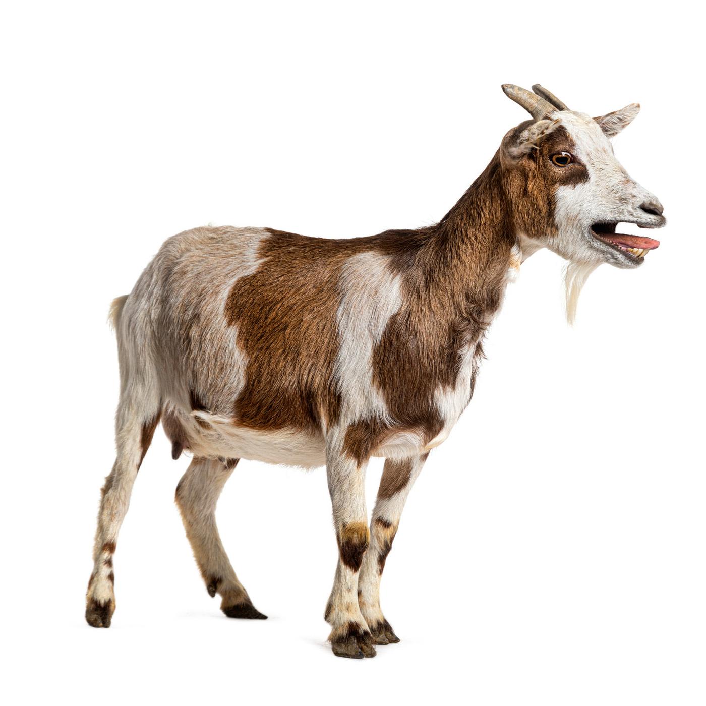 But Why: A Podcast for Curious Kids - Vermont Public | Listen Notes