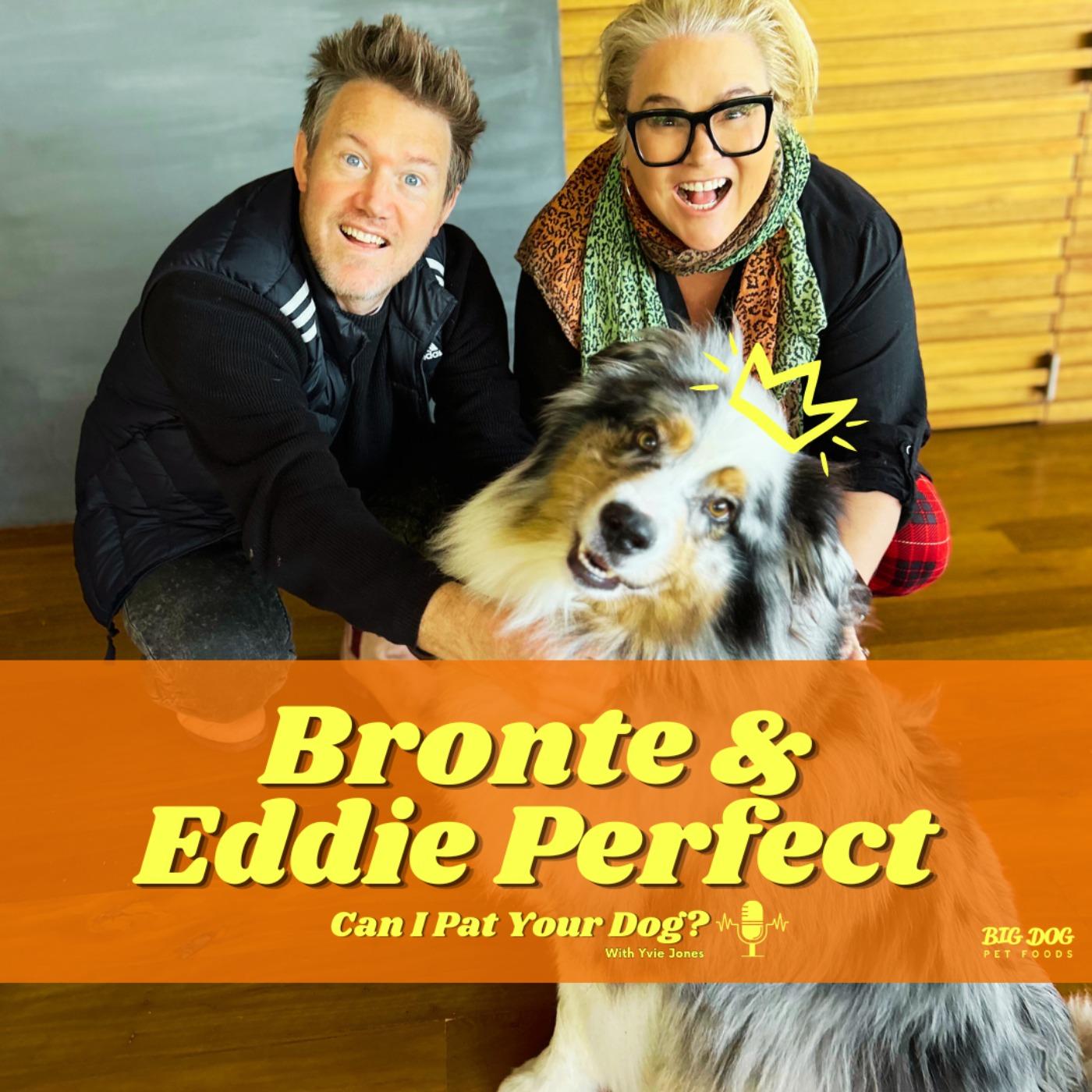 "Bronte" the Aussie Shepard & Eddie Perfect - Can I Pat Your Dog? With ...