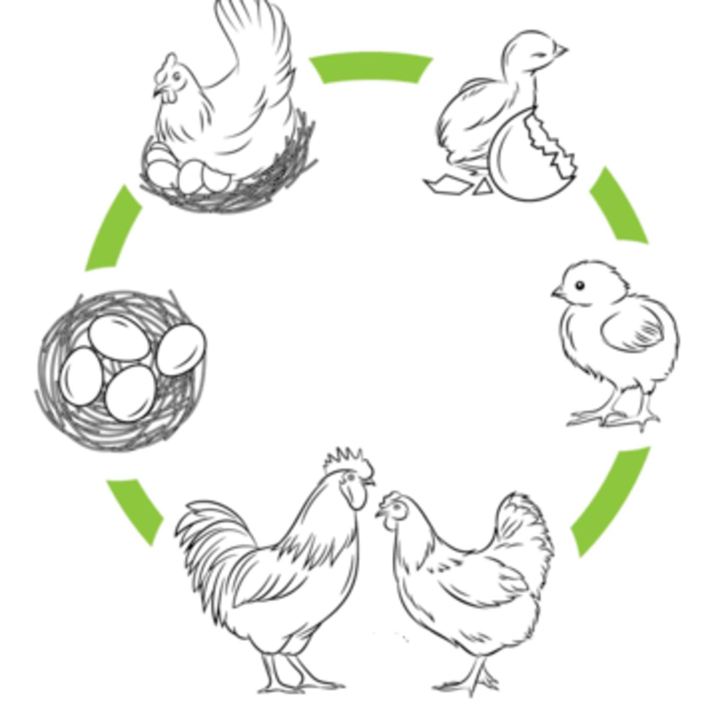 Círculo De La Vida De Los Animales Ciclo De La Vida De Los Animales