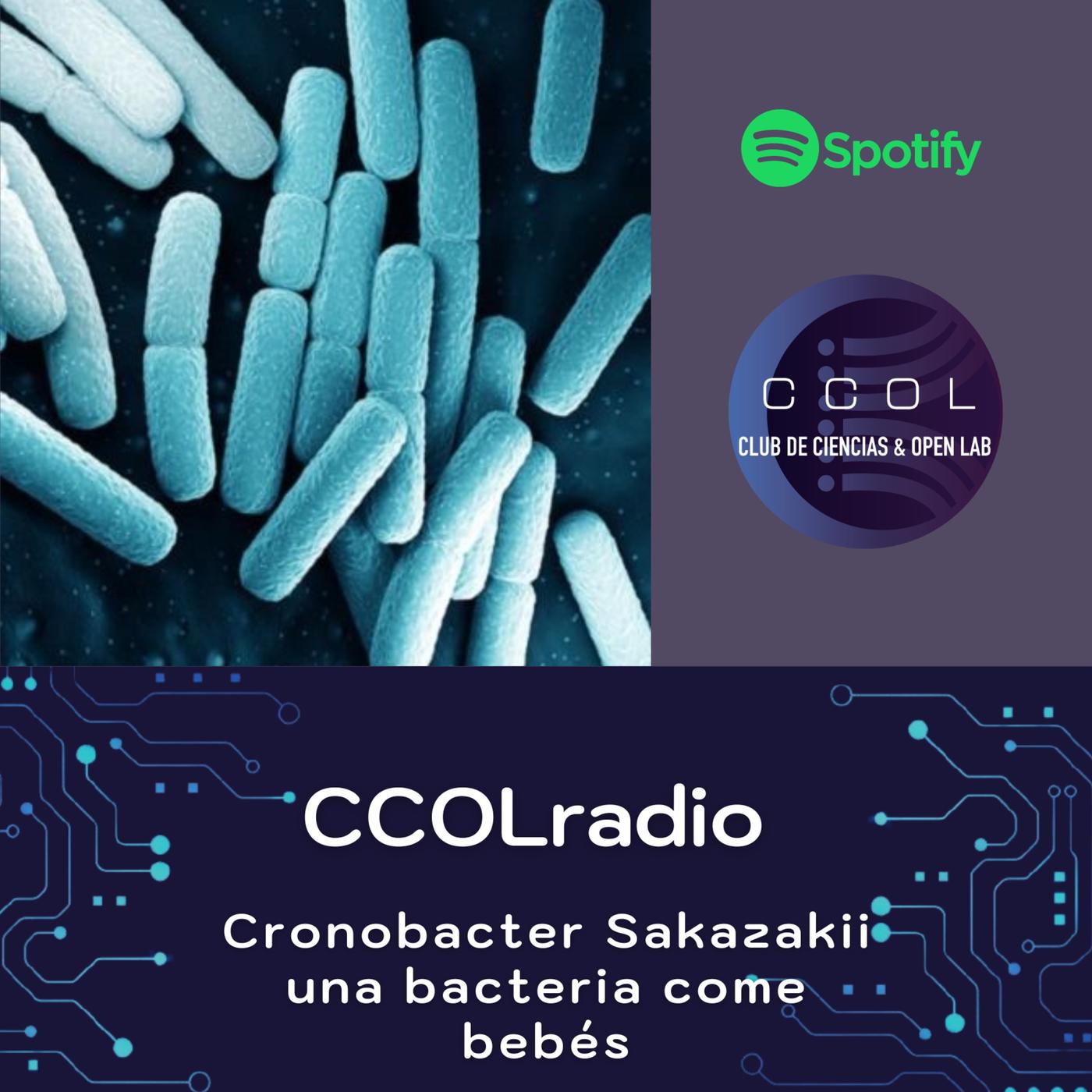 Cronobacter Sakazakii una bacteria come bebés - Club de Ciencias & Open ...