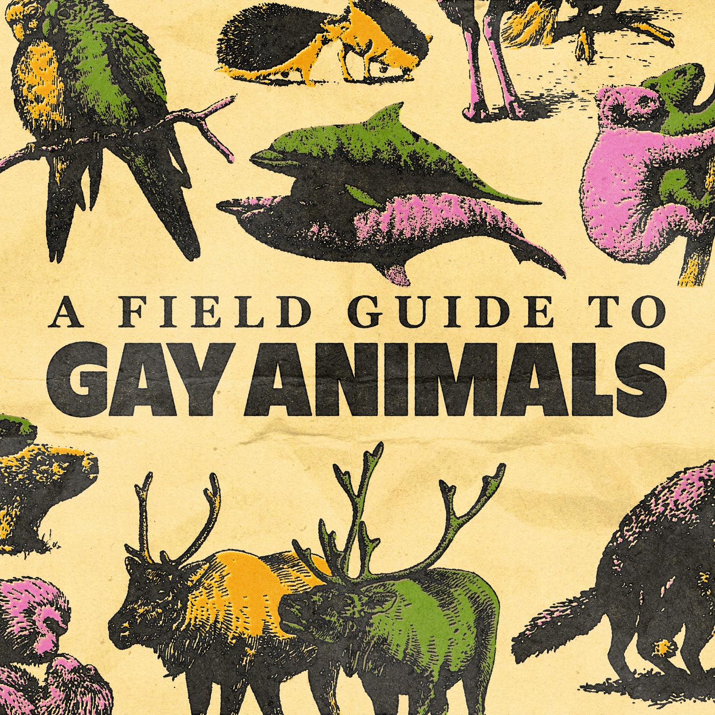 Ep. 1: GAY TIME - A Field Guide to Gay Animals (podcast) | Listen Notes