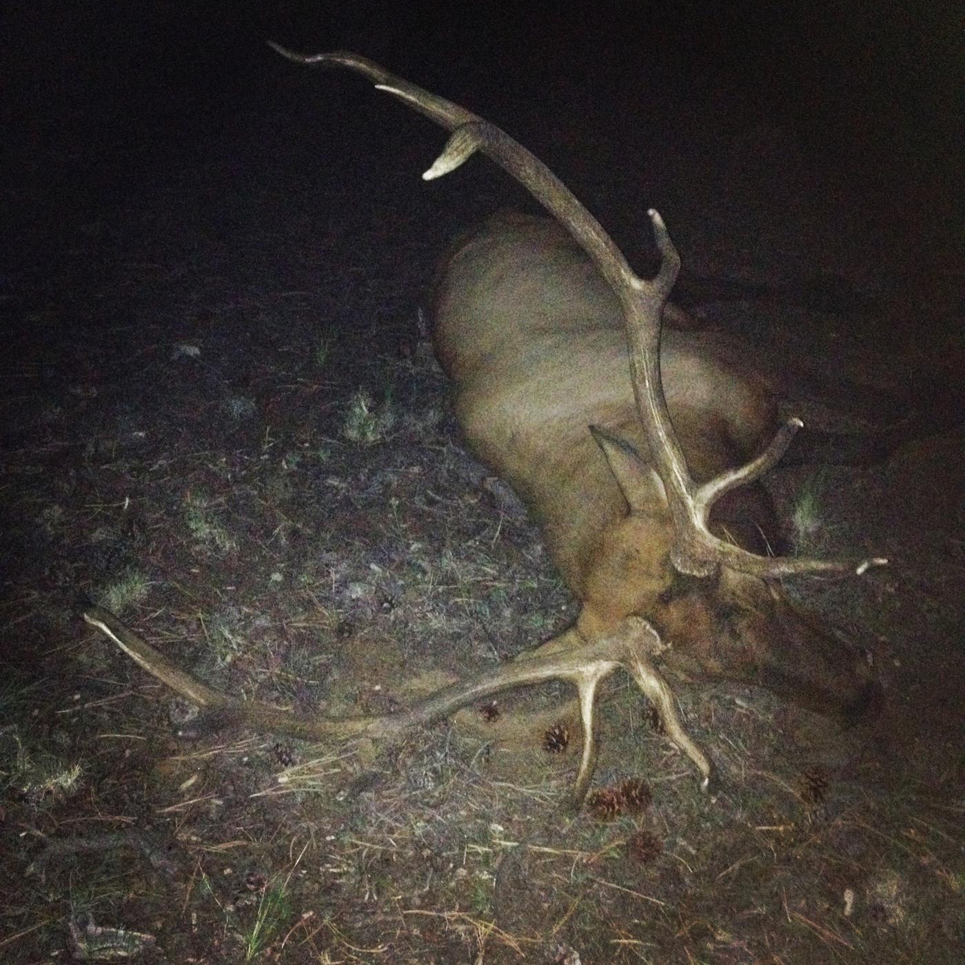 Deer Behavior 101 with Moriah Boggess - Days In The Wild - Big game ...
