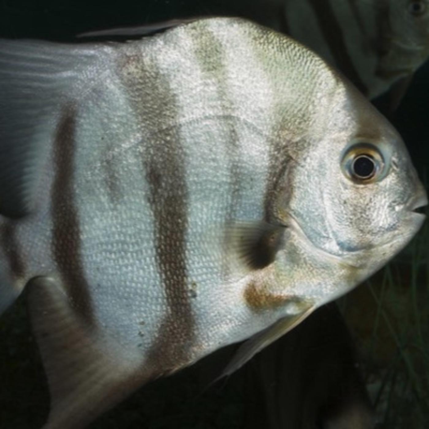 Facts: The Atlantic Spadefish - Deep Marine Scenes (Podcast) | Listen Notes