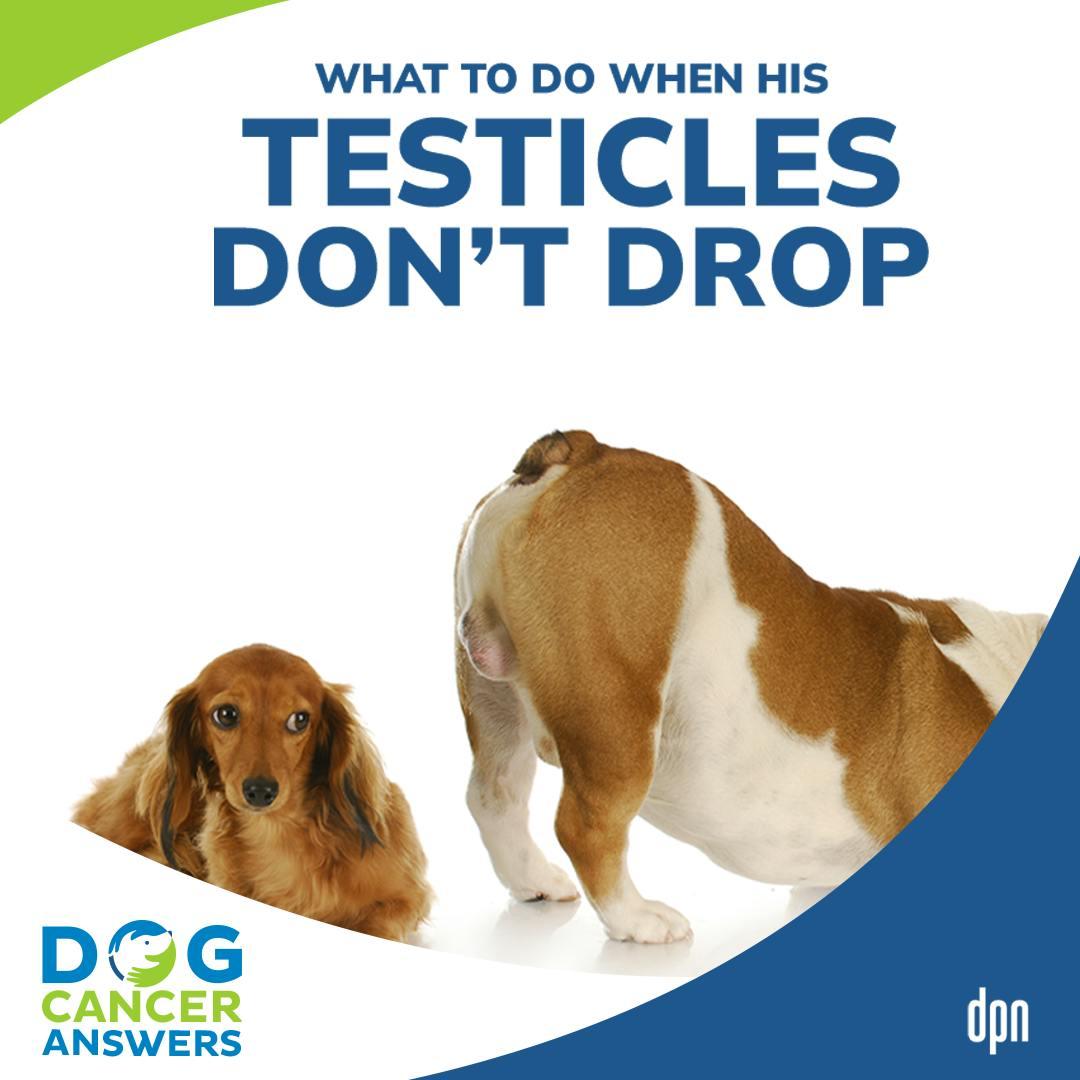 Dog Testicles Not Dropping Plus Spay/Neuter Advice | Dr. Trina Hazzah ...