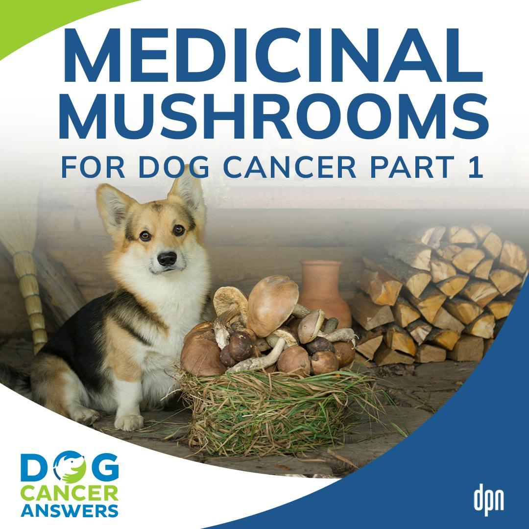 Medicinal Mushrooms for Dog Cancer Part 1 | Dr. Robert Silver #188 ...