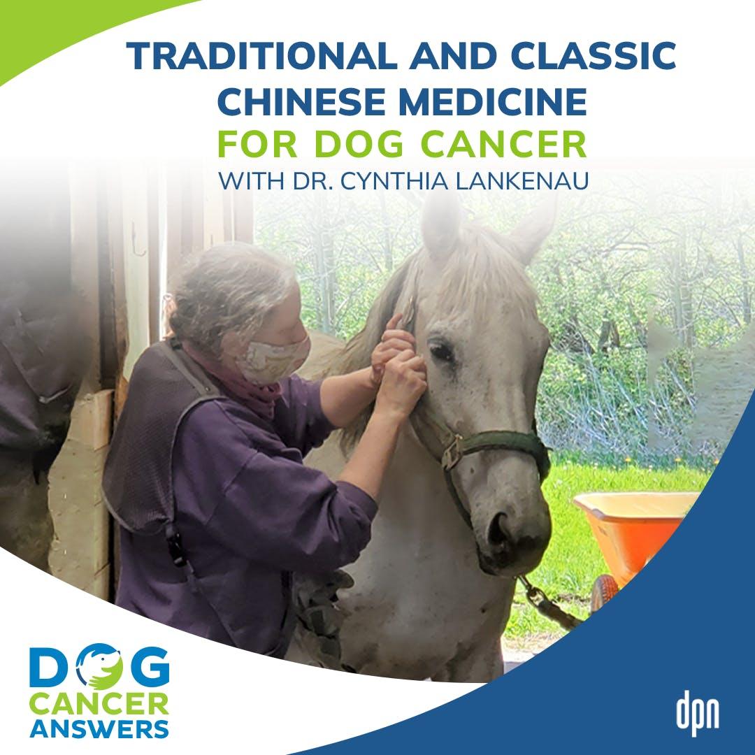 Traditional and Classic Chinese Medicine for Dog Cancer | Dr. Cynthia ...