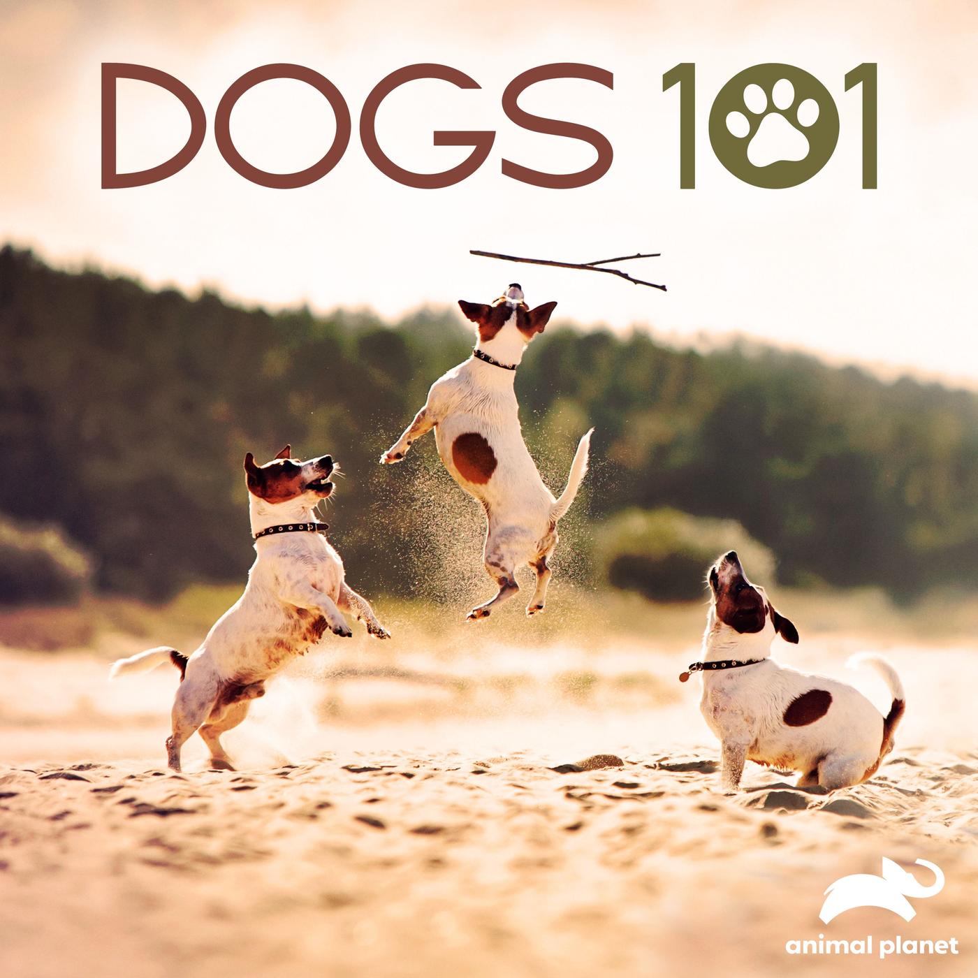 Dogs 101 (podcast) - Animal Planet | Listen Notes