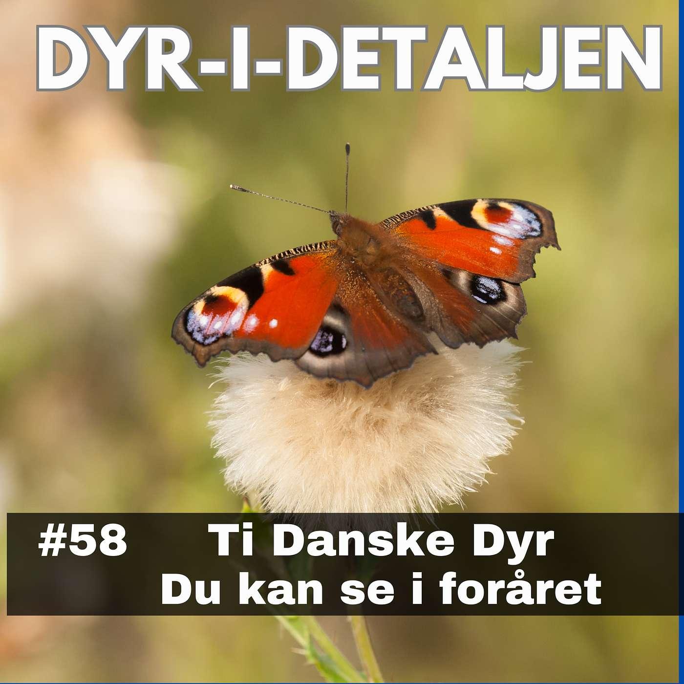 #58 Ti Danske Dyr Du Kan Se i Foråret! - Dyr i Detaljen (podcast ...