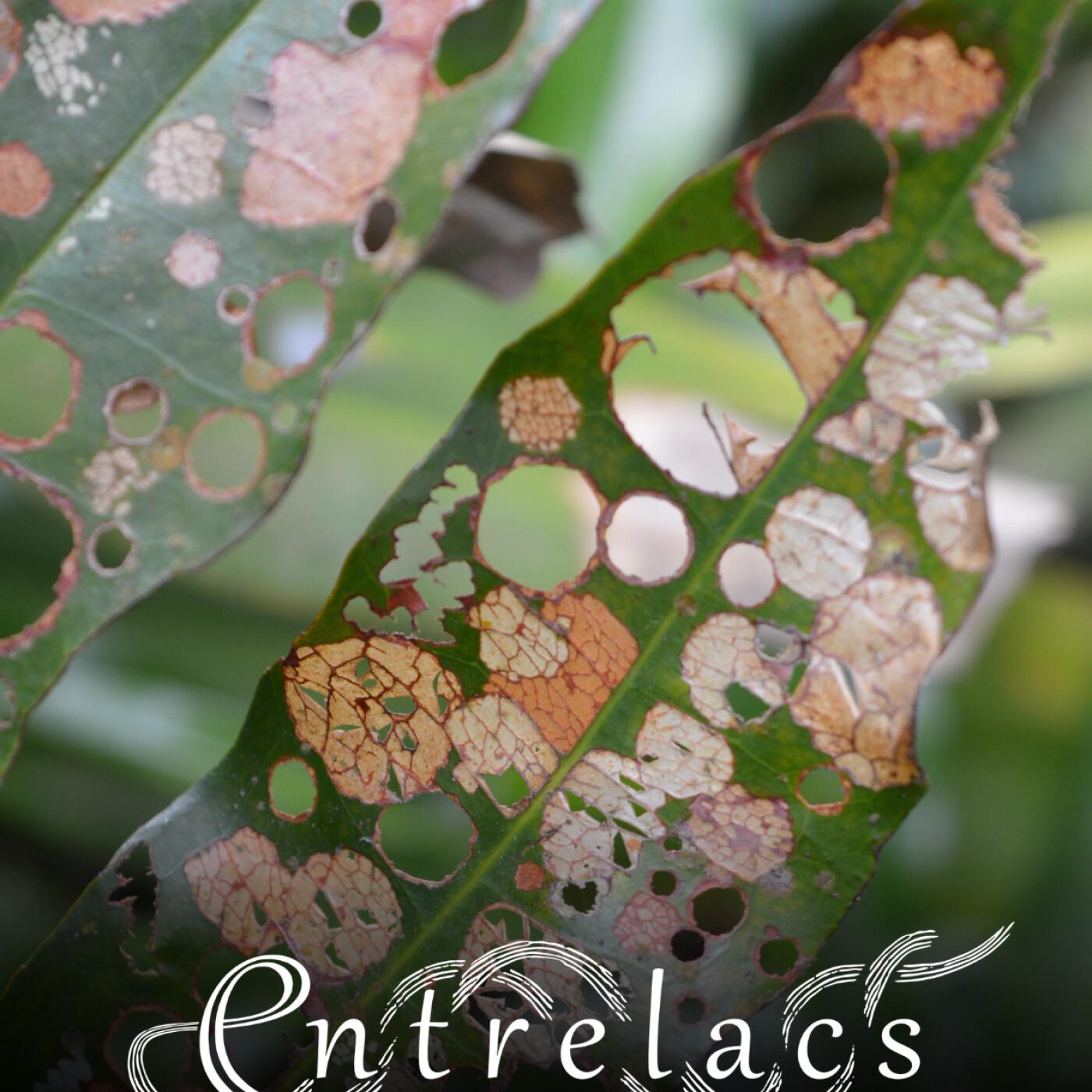 #58 Choisir la robustesse, équilibrer la performance avec Olivier ...