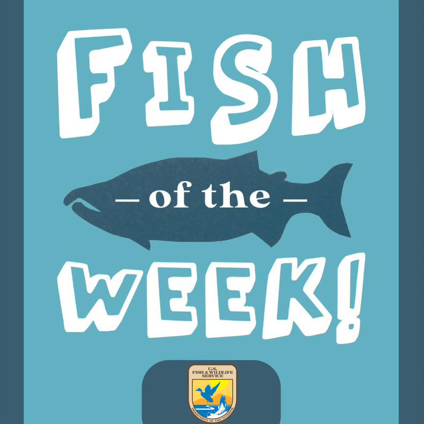 Hawaii's 'O'opu Gobies! - Fish of the Week! (podcast) | Listen Notes
