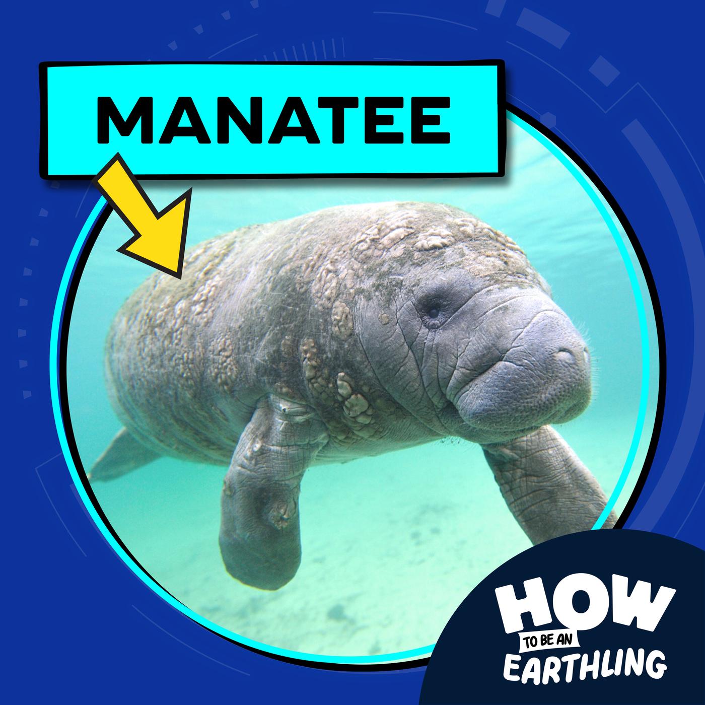 How To Be An EarthSING: Mix Tape #1 (2/23/23) - Flip and Mozi (podcast ...