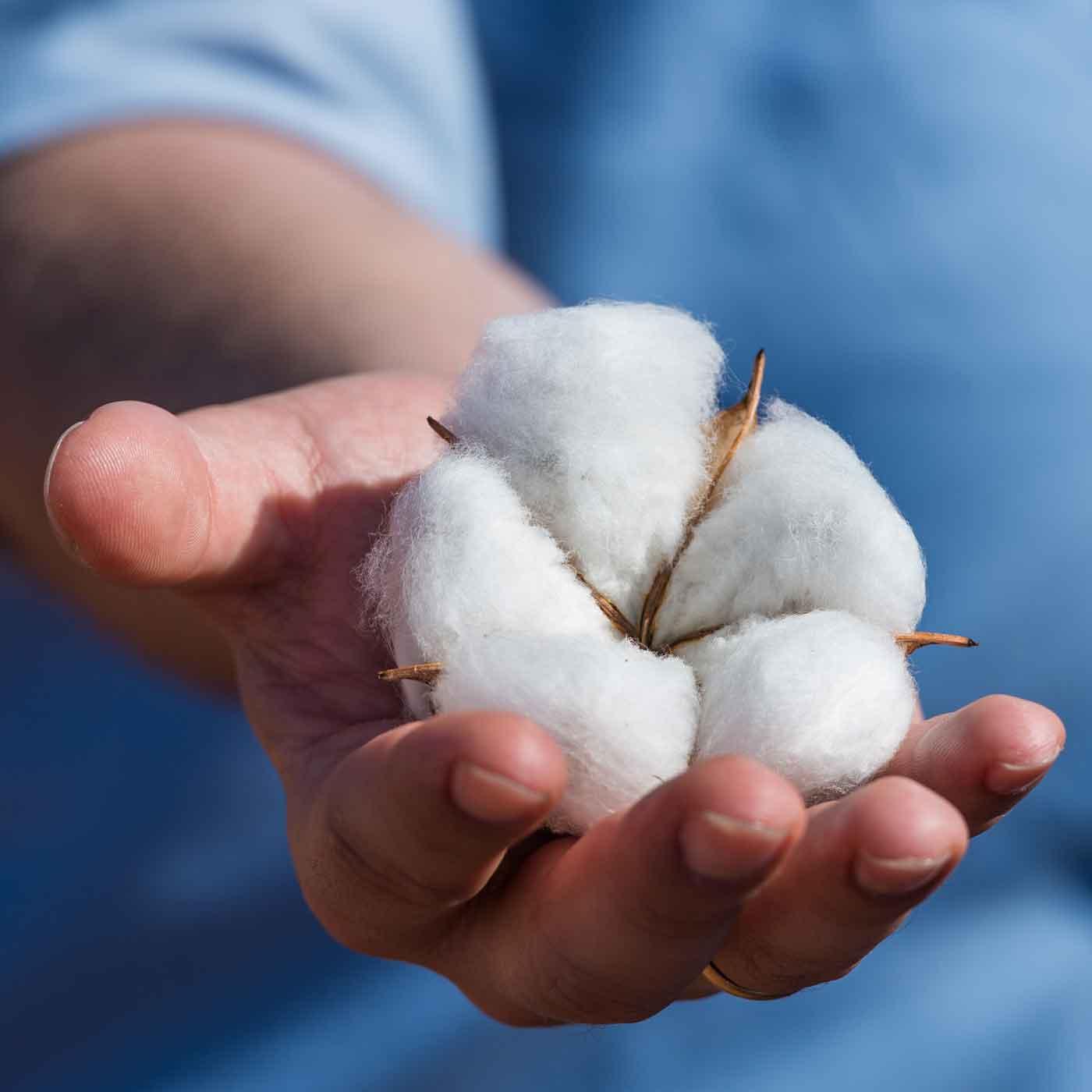Cotton banknotes: natural security - G+D Spotlight (podcast) | Listen Notes