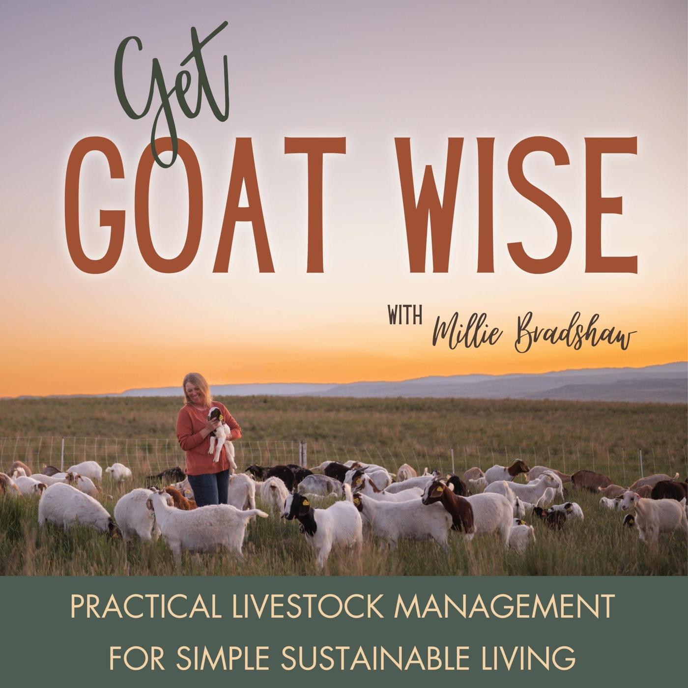 90 | 5 Things I Wish I Knew Before Getting Goats (Hint: They Are NOT ...