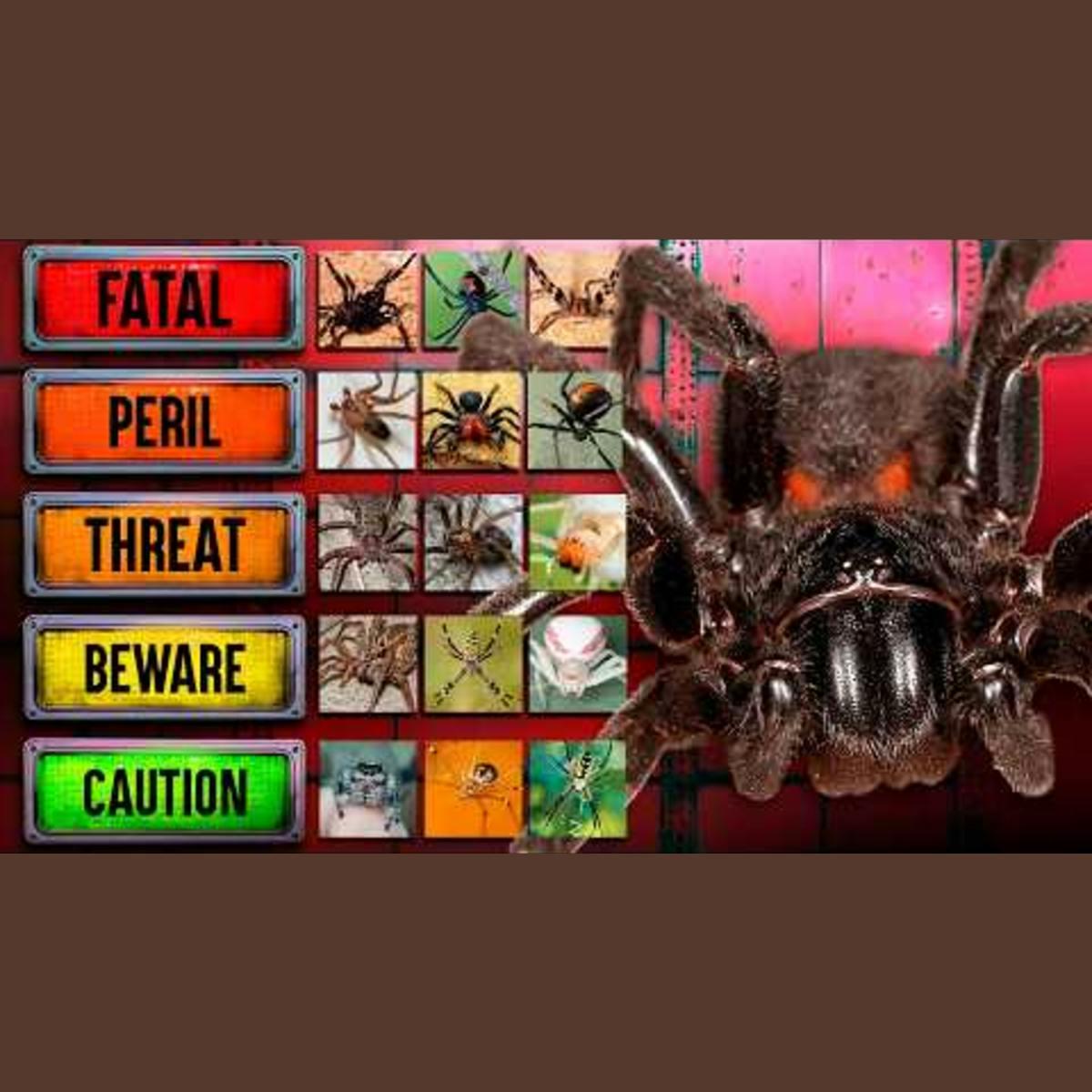 Ranking the World's Most Dangerous Spiders - How To Survive (podcast ...