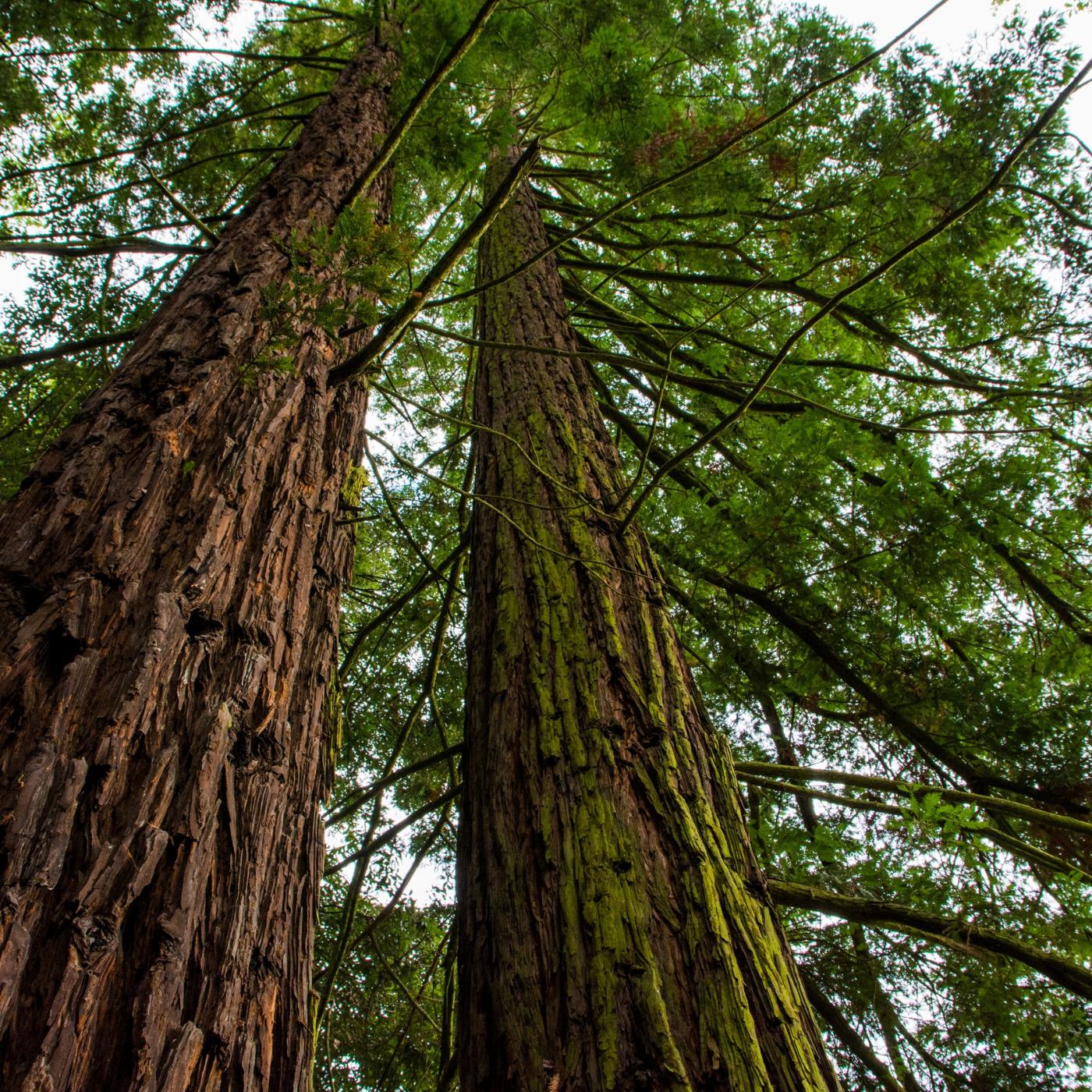 The impact trees have on our health - Idaho Matters (podcast) | Listen ...