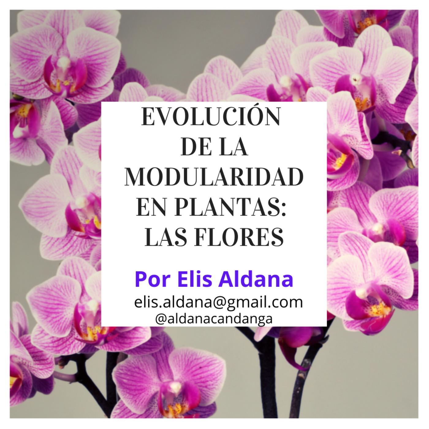 Evolución de la modularidad en plantas: las flores - Ideas y Conceptos de Biología Evolutiva ...