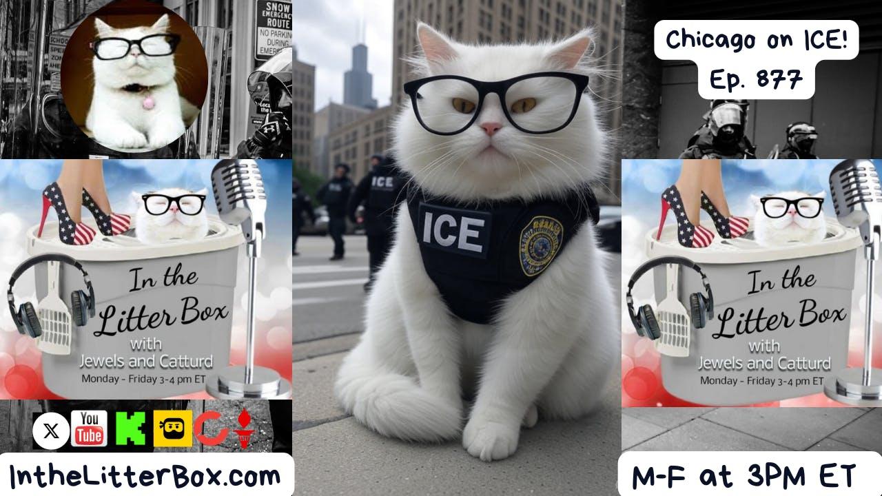 In the Litter Box (podcast) - Jewels Jones & Catturd | Listen Notes
