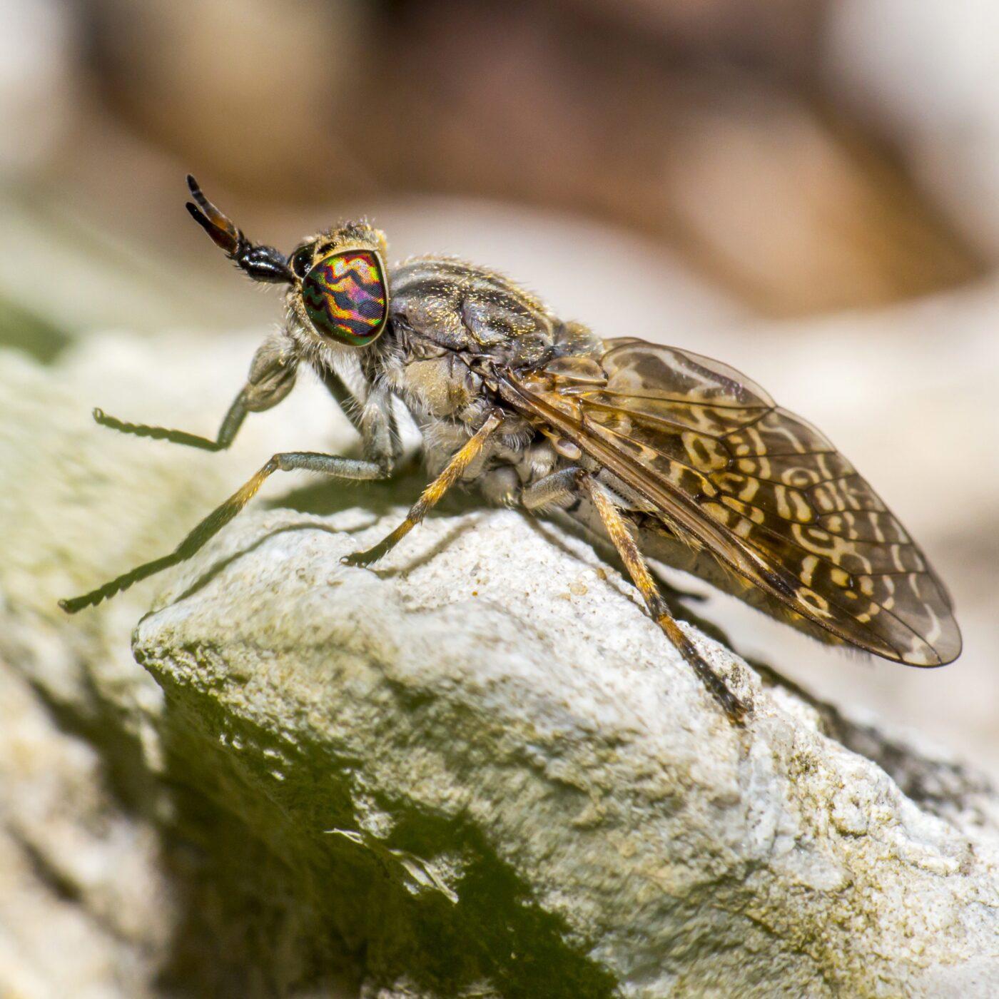 Le monde des insectes : pourquoi méritent-ils notre émerveillement ...