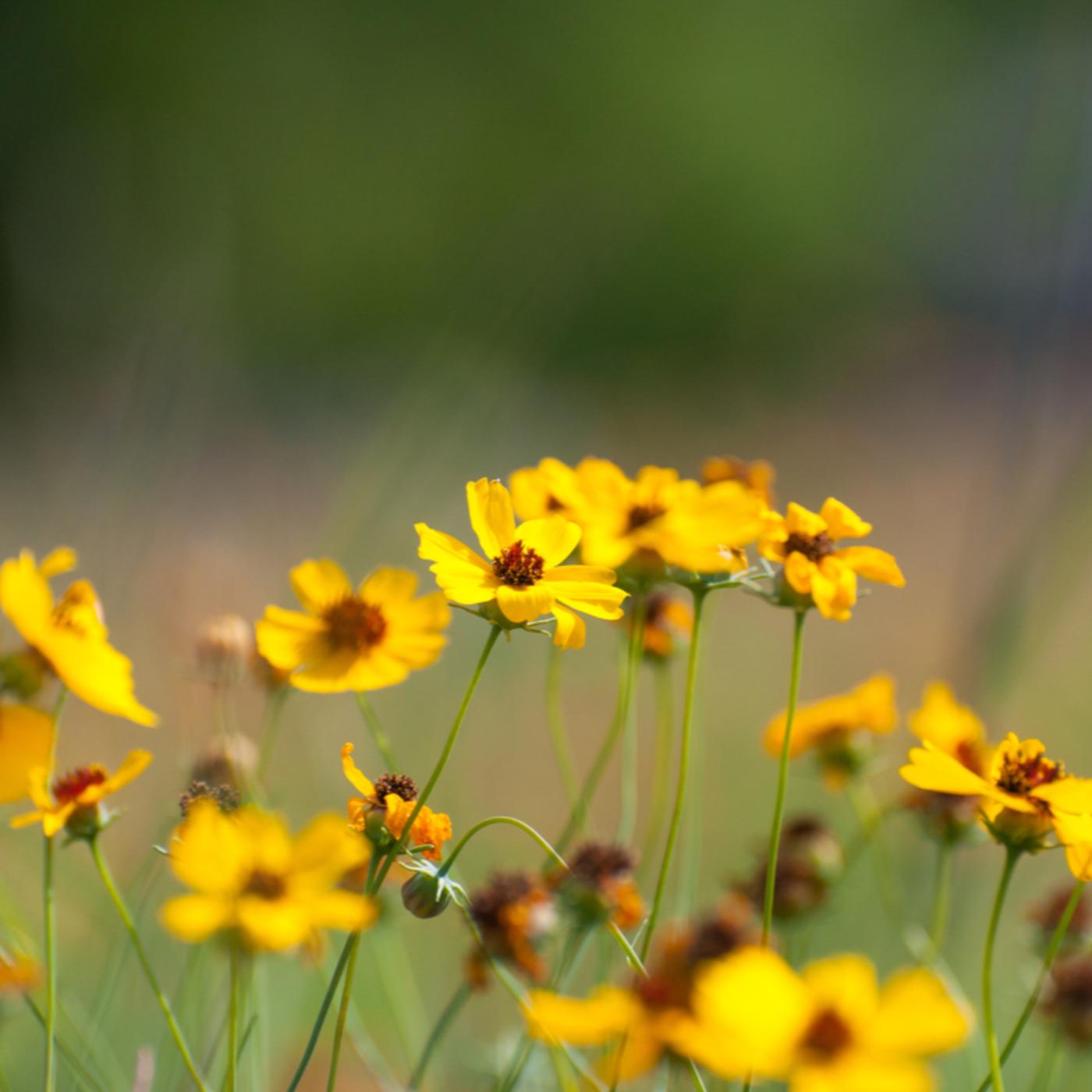 Heaven Land Devotions - The Longing Souls Satisfied | Listen Notes