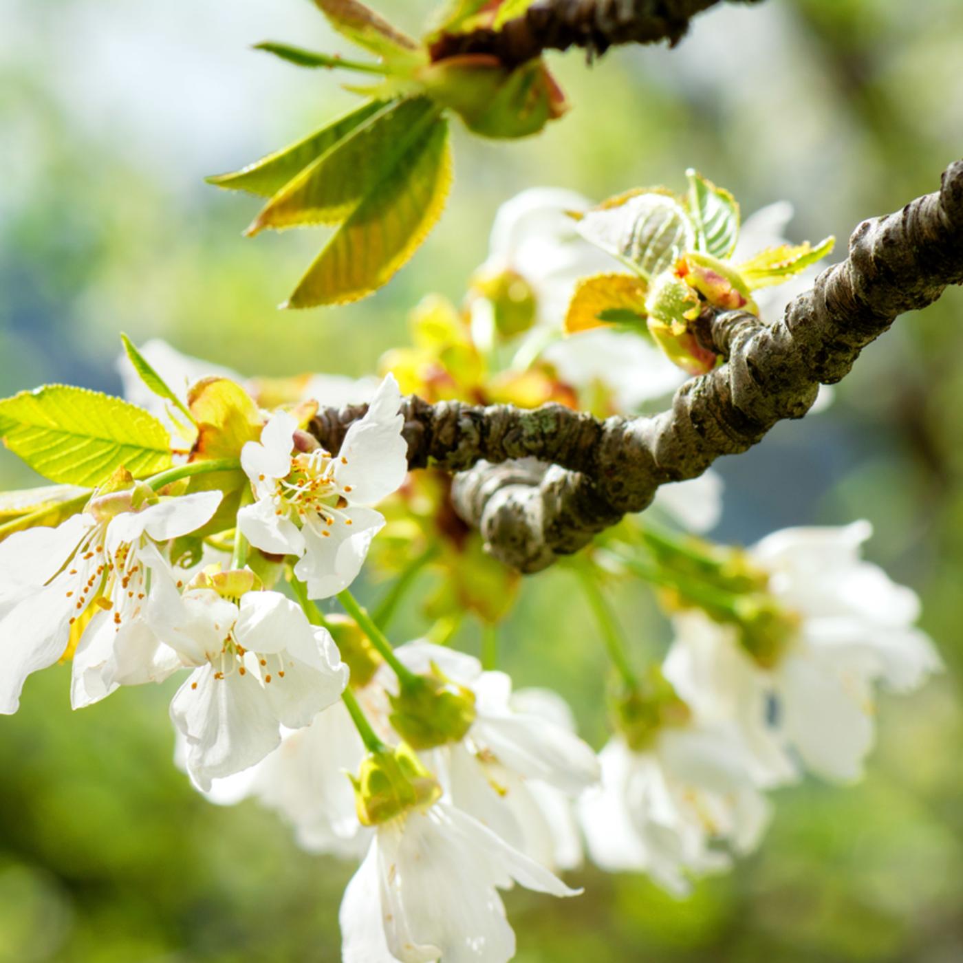 Heaven Land Devotions - Devoted Love In Imperfect Service | Listen Notes